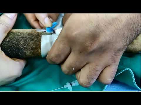 🐕Placement of intravenous cannula in cephalic vein in dog🐕