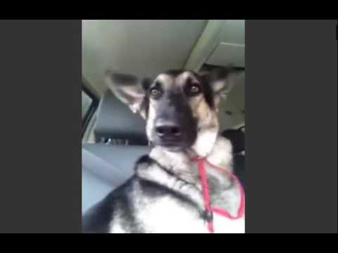 Dog Discovers His Favorite Tune on the Radio: A Joyful Reaction - Read ...