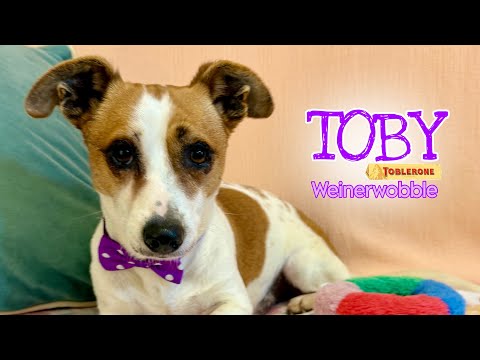 Dog for adoption - Toby Toblerone Wienerwobble, a Dachshund & Chihuahua ...