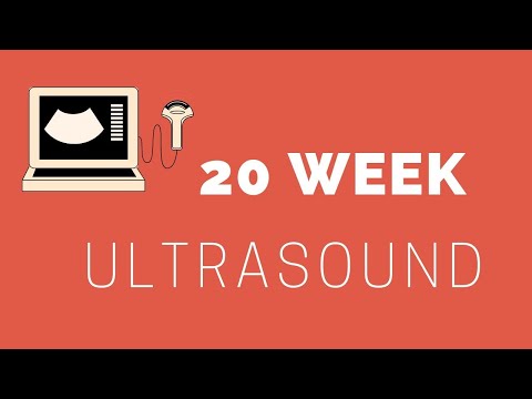 20 Week Fetal Ultrasound - Baby Anatomy Scan from a Radiologist