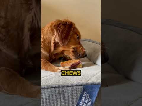 How to Keep Your Dog’s Teeth Clean (NATURALLY)
