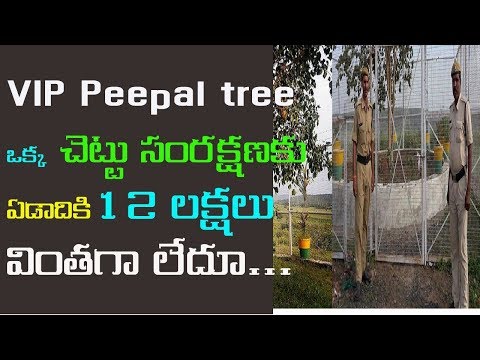 Vip Telugu | VVIP Peepal Tree | Vip Peepal Tree in MadhyaPradesh || Vijaya Mavuru