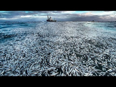 This is How Fisherman Catch Hundreds Tons Herring - Net Fishing, Big Catching on The Sea #04