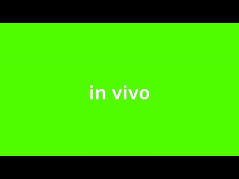 what is the meaning of in vivo