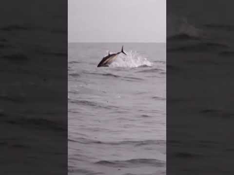 Tuna go airborne for bait during a fishing expedition on the pacific coast