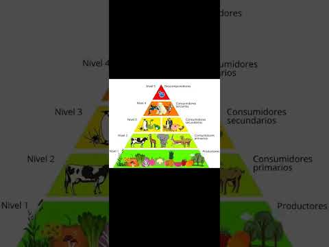 cadena alimenticia 5 level