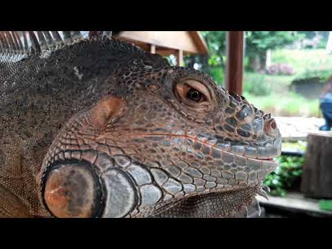 Yogi Iguana Teaches : Stillness Leads To Enlightenment