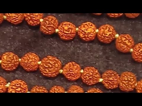 Natural Kathmandu 5 Mukhi Rudraksha