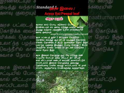 Arasa ilai/அரச இலை/Peepal leaf/#shorts #youtube #my #video #tamil #nature #standard1