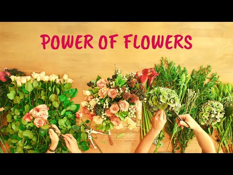 WINGs Power of Flowers
