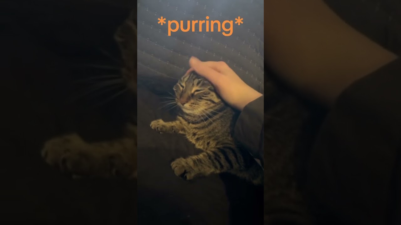 guide on how to stremtch properly. i tend to post a lot about my cats on my tiktok #cat  #catshorts