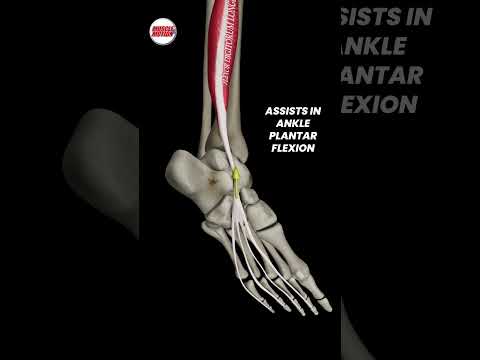 See Our 3D Animation in Action β Flexor Digitorum Longus!