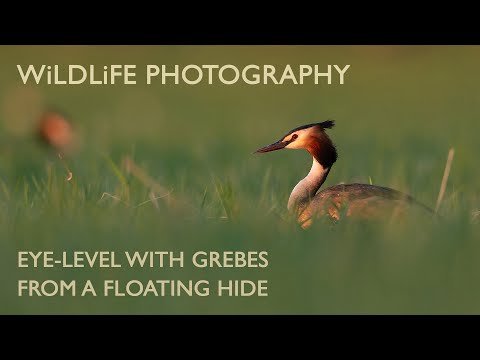 Getting close up to Great Crested Grebes : eye level wildlife photography from a floating hide