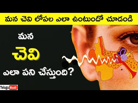 👂Working of Human Ear in Telugu | How Human Ear Works Explained in Telugu | Telugu Badi