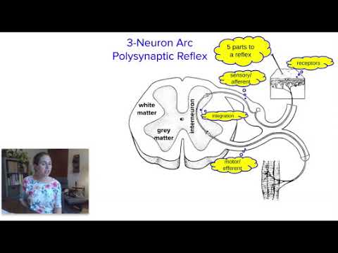Nervous System Polysynaptic Reflex (Mon 3/20)