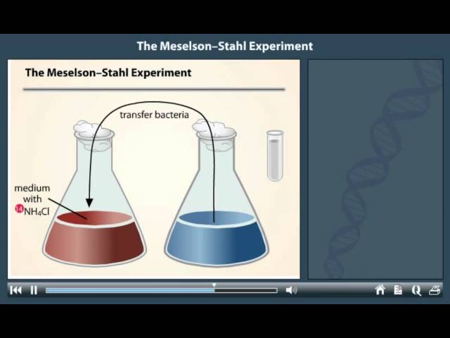 Understanding the Meselson and Stahl Experiment: A Landmark in DNA ...