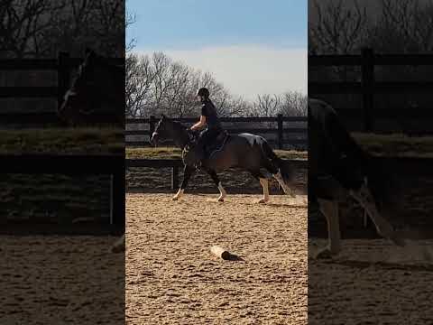 Working on our endurance for the event season💪 #horse #equestrian
