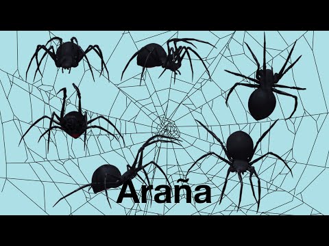 How to say Spider in Spanish