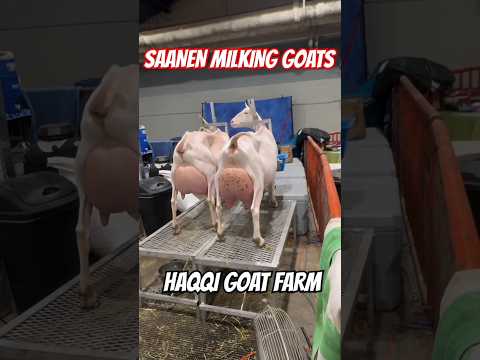 saanen goats saanen goat breed ❤️ saanen goat farm in india #goat #animals #hindi #trending #shorts