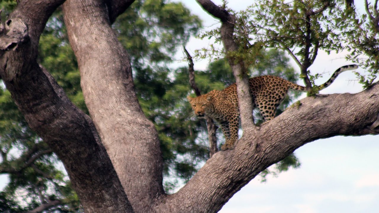 Leopards of Kruger National Park