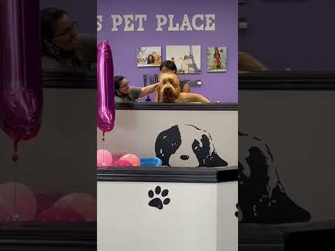Come with me to shave my fluffy dog! #doggrooming #grooming #goldendoodle