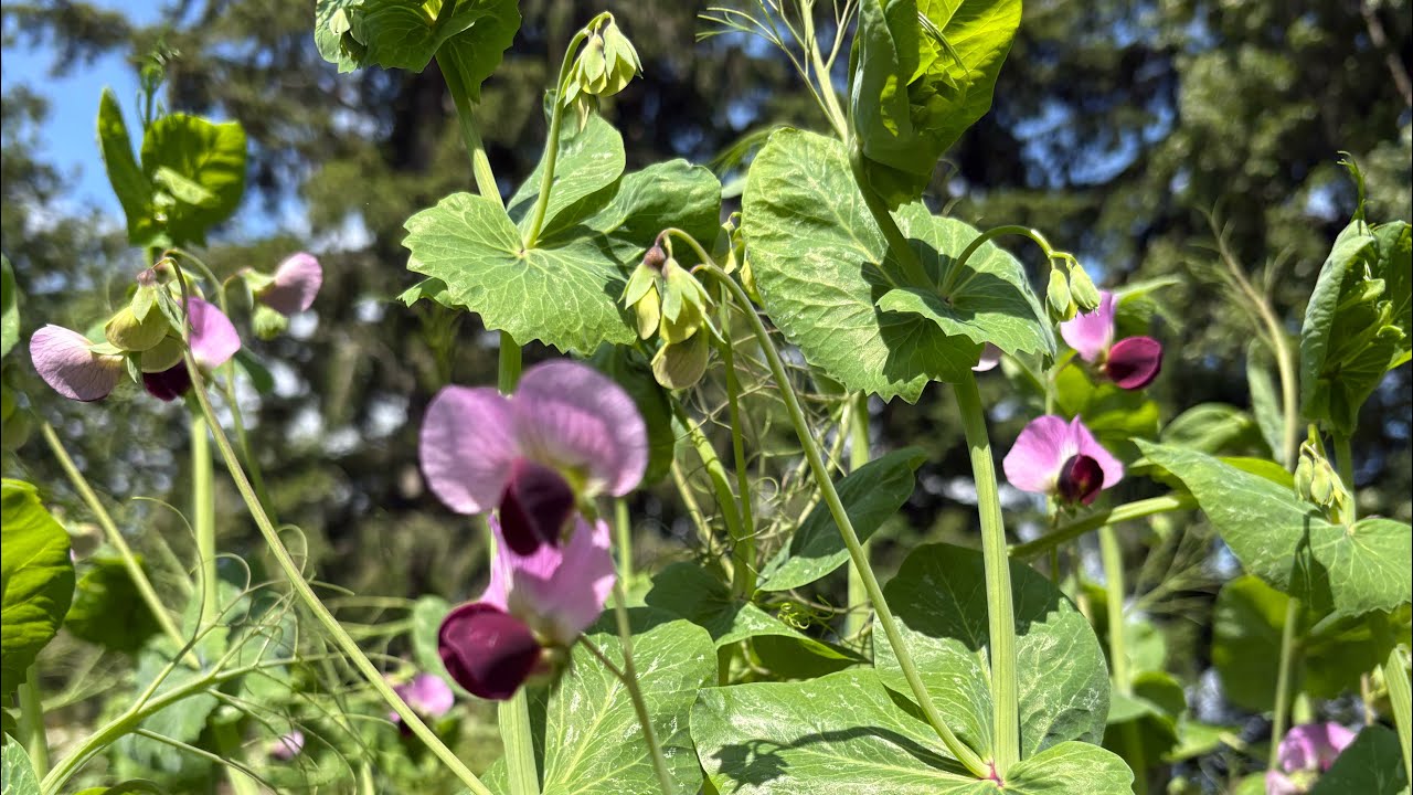 Why is it Called a “P Patch”?