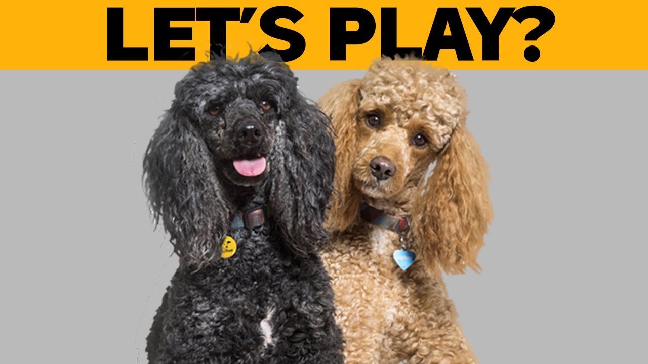 How to Socialize your Poodle?