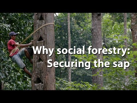 Why social forestry: Securing the sap