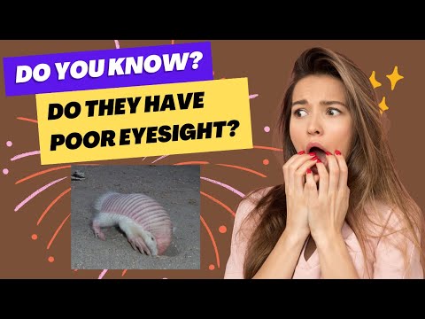 Unbelievable Facts about Pink Fairy Armadillo/Unique Animals You Won’t Believe Exists about animals