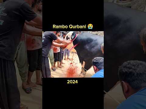RAMBO Qurbani ???? | Eid 2024