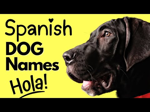 Spanish Dog Names That Will Make You Fall in Love - You’ll Want Another Puppy Just to Use Them!