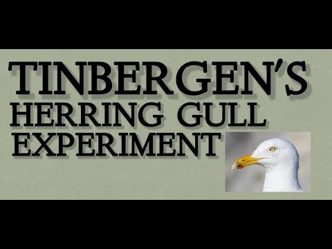 TINBERGEN'S HERRING GULL EXPERIMENT | Yash Swami |