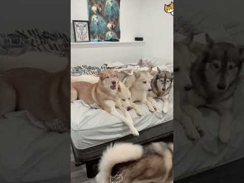 Chatting with the words that interest dogs the mostπ€£#foryou #fyp #funny #dog #funnyvideo #pet