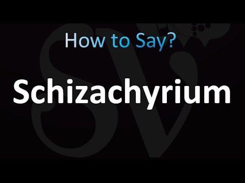 How to Pronounce Schizachyrium (correctly!)