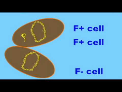 GENETICS 2: BACTERIAL CONJUGATION