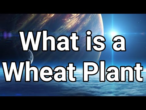 What is a Wheat Plant. Urdu/ English