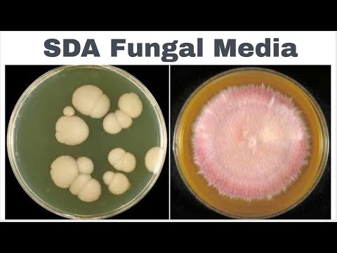 sabouraud dextrose agar sda composition principle anduses