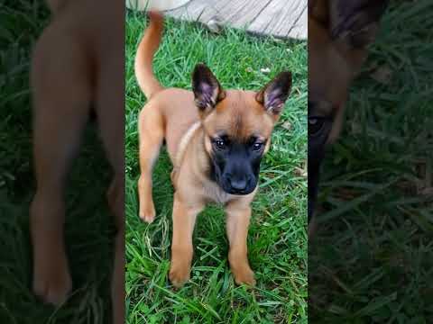 My Tiny Puppy Thinks He's a Lawn Ornament (He's Not Wrong!) 😂🌿