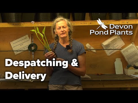 Despatching and Delivery