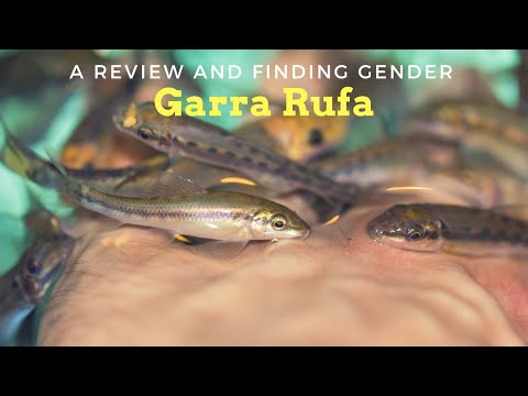 Garra Rufa Fish - Wholesale Price & Mandi Rate for Doctor Fish