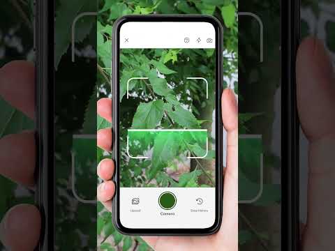 Weeds or Herbs - Plant Identification App
