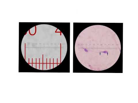 400484 Pre prac Tutorial hint video - graticule calibration