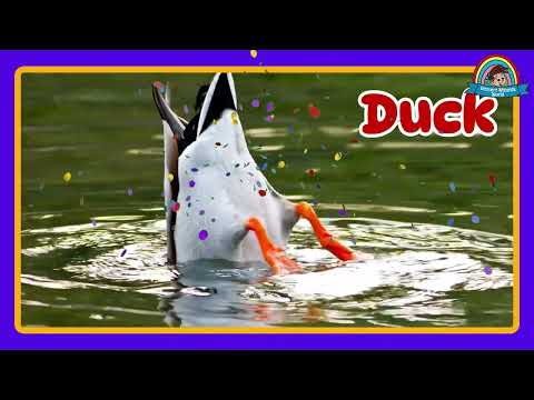 Learn Bird Names| 101 Kids Vocabulary | Dessert Wizards World| Kids & Preschool Learning