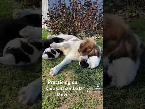 Practicing our Karakachan LGD moves! Karakachan LGD Puppies #lgdpuppies #karakachanheadquarters