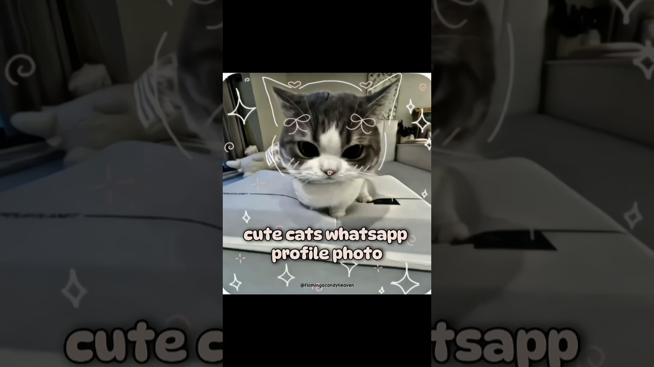 Cute cats whatsapp Profile photo | #shorts #aesthetic #aestheticfeed #whatsapp #profile #pfp #cats
