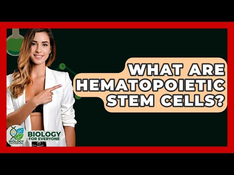What Are Hematopoietic Stem Cells? - Biology For Everyone