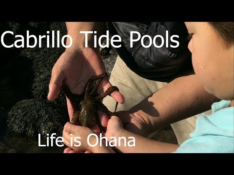 Finding Octopus: Cabrillo Beach Tide Pools
