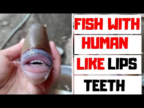 Fish with human like Lips and Teeth in Malaysia