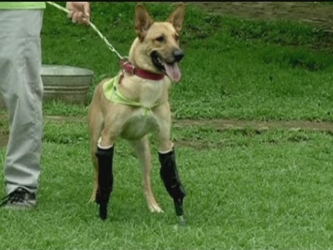 Dog learns to walk with artificial legs in Mexico City | Hollywood ...