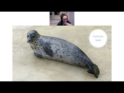 Sea & Find: Virtually Exploring the Cornish Coast [Fundriaser for BDMLR Cornwall Seal Hospital]